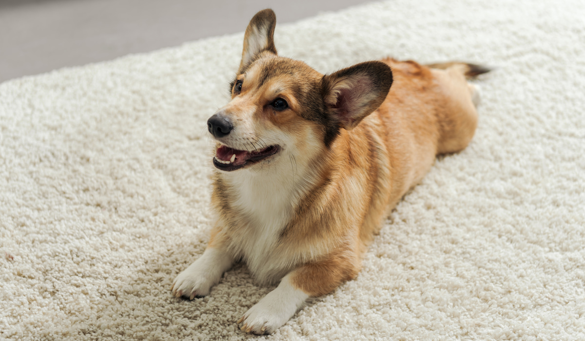 Are Corgis Good With Cats? - A Few Good Pets