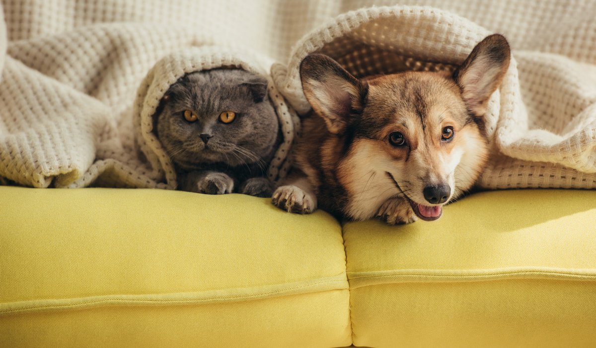 Are Corgis Good With Cats? - A Few Good Pets
