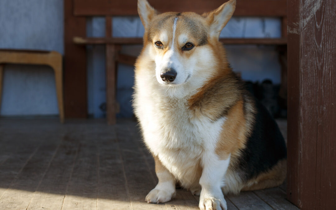 Types of Corgis: Pembroke vs. Cardigan - A Few Good Pets