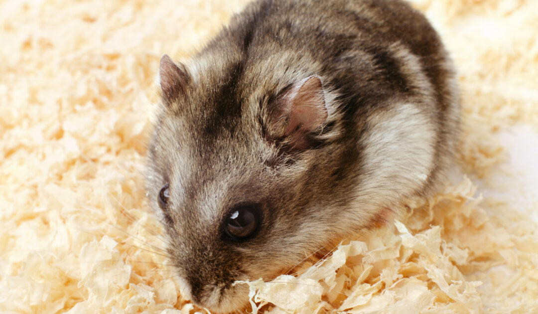 6 Pet Hamster Breeds To Consider For Your Next Pet - A Few Good Pets