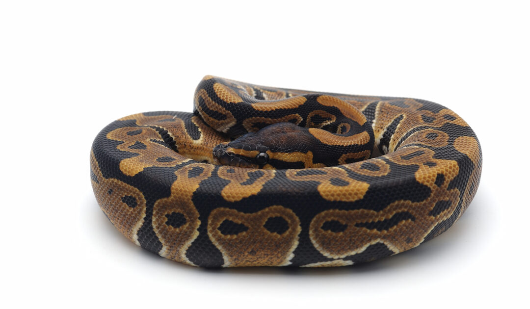 What Size Tank For A Ball Python? - A Few Good Pets