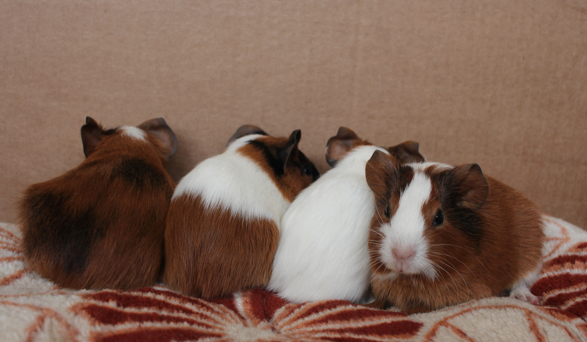 Do Guinea Pigs Have Tails? Plus 14 Other Fun Facts About Guinea Pigs ...