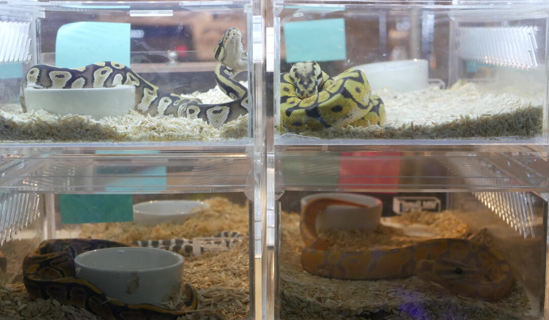 What Size Tank For A Ball Python? - A Few Good Pets