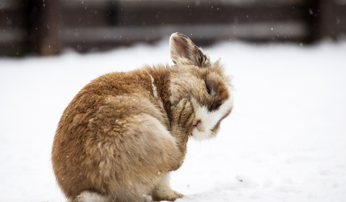 Do Rabbits Fart? Is That OK? - A Few Good Pets
