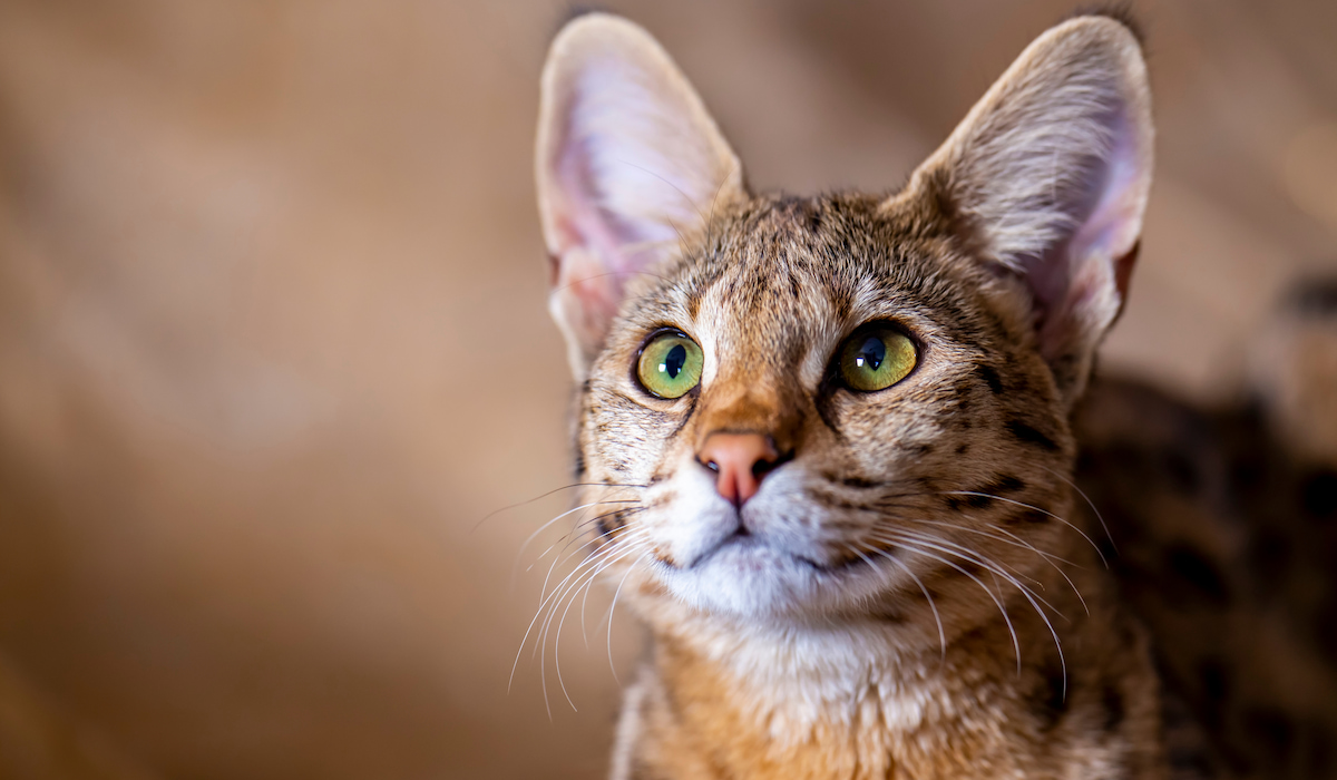 5 Largest Cat Breeds and What They Weigh - A Few Good Pets