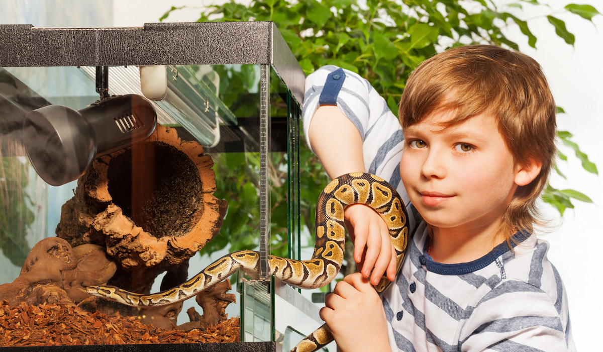 What Size Tank For A Ball Python? - A Few Good Pets