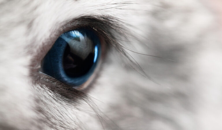 Five Animals with Blue Eyes - A Few Good Pets