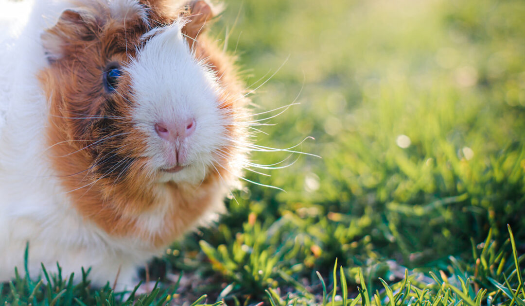 Five Animals with Blue Eyes - A Few Good Pets