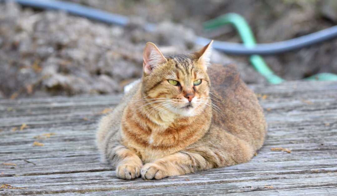 17 Striped Cat Breeds - A Few Good Pets