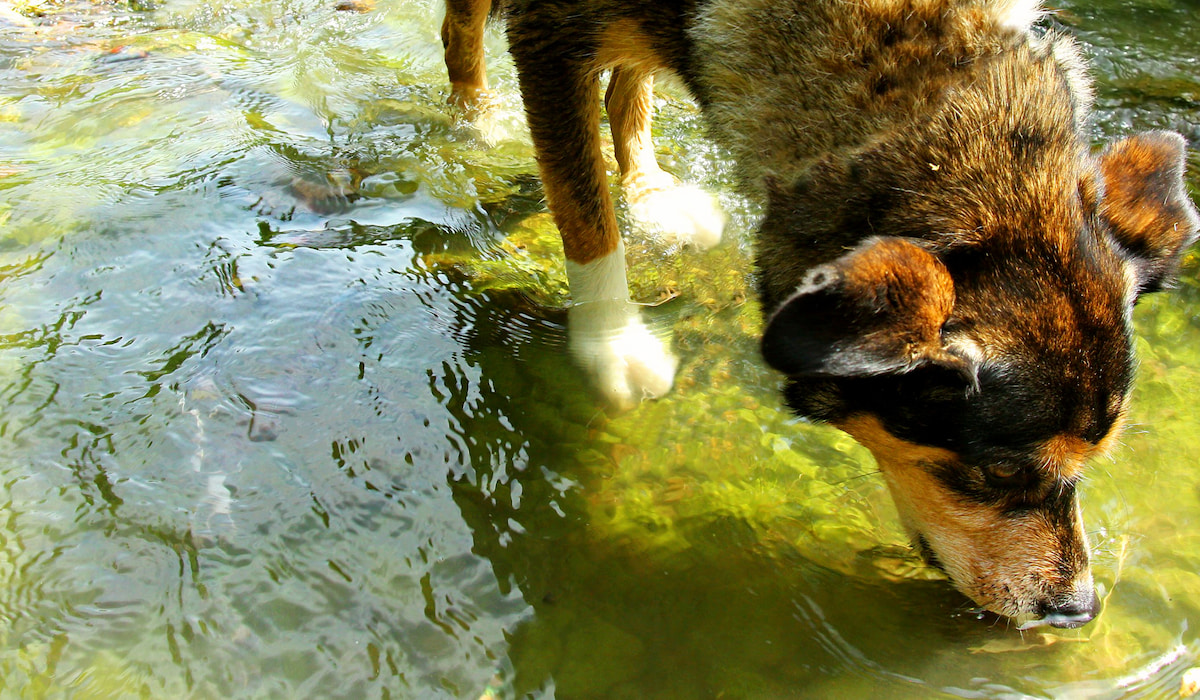 Coyote Lab Mix - A Few Good Pets
