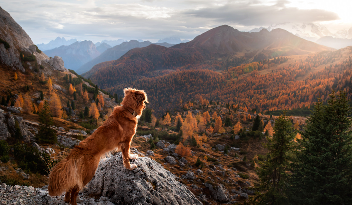 Do Dogs Need Sunlight? - A Few Good Pets