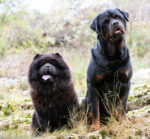 Chow-Rottweiler Mix - A Few Good Pets