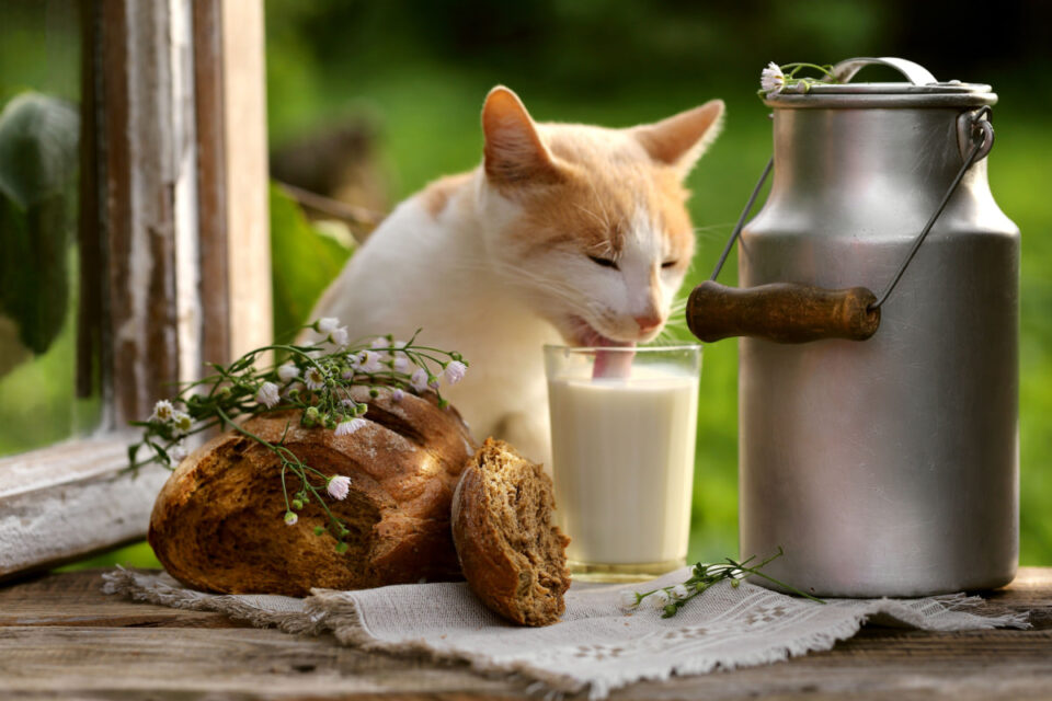 Are All Cats Lactose Intolerant? - A Few Good Pets