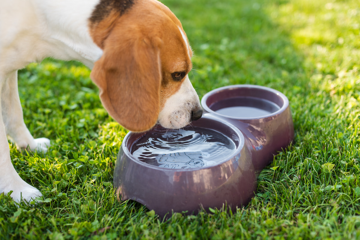 How Long Can Dogs Go Without Water? - A Few Good Pets