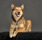 Coyote Husky Mix - A Few Good Pets