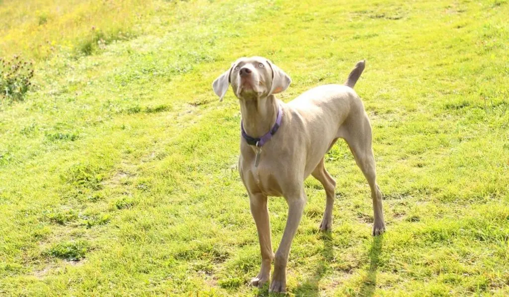 What Is The Best Breed Of Dog For Tracking Deer