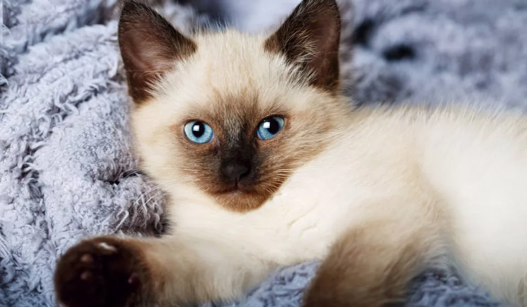 Snowshoe Balinese Cat Breed Profile