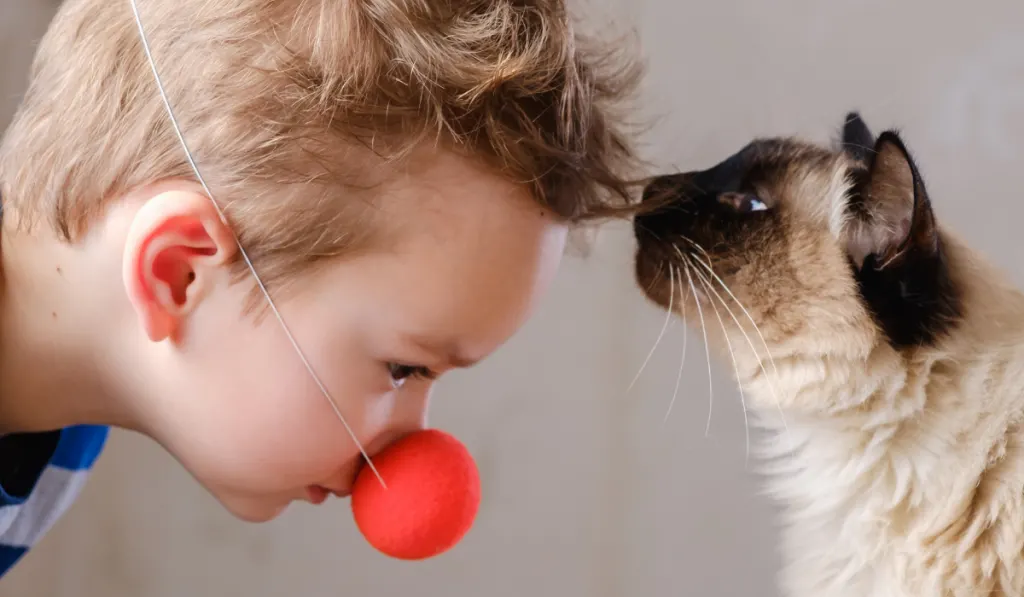 Snowshoe Balinese Cat Breed Profile