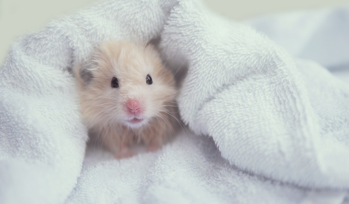 5 Types of Pet Hamsters