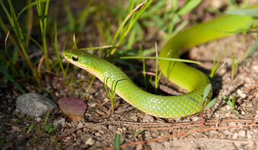27 Types of Pet Snakes (And Where To Buy Them)