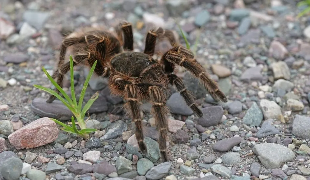 How Do Tarantulas Hunt? (What All Do They Hunt?)