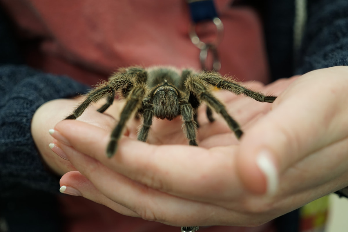 Do Tarantulas Sleep? (Do They Hibernate?) - A Few Good Pets