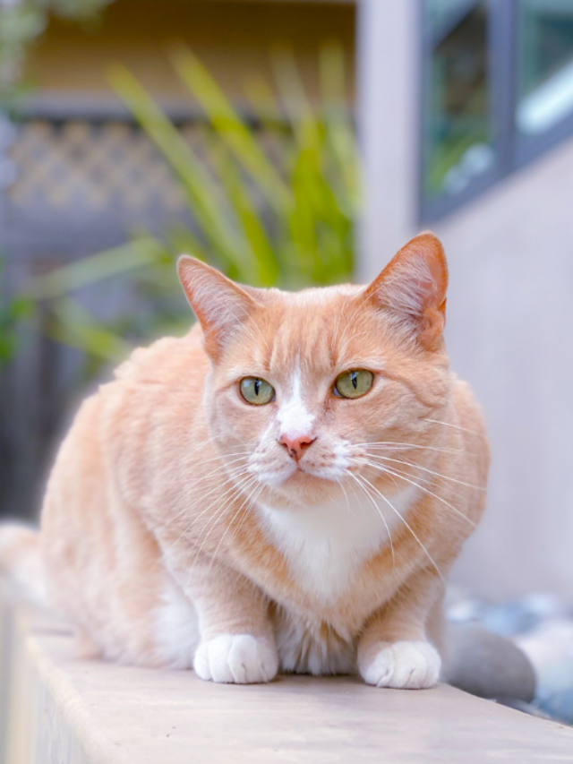 17 Orange and White Cat Breeds - A Few Good Pets