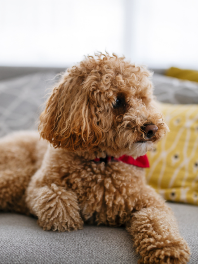 19 Curly-Haired Dog Breeds - A Few Good Pets