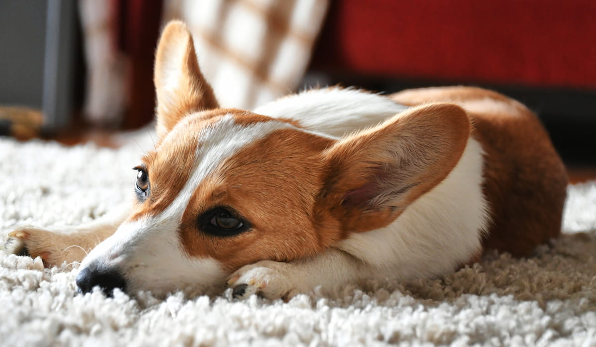 Can Corgi's Be Left Alone? (+ Tips for Easing Separation Anxiety) - A ...