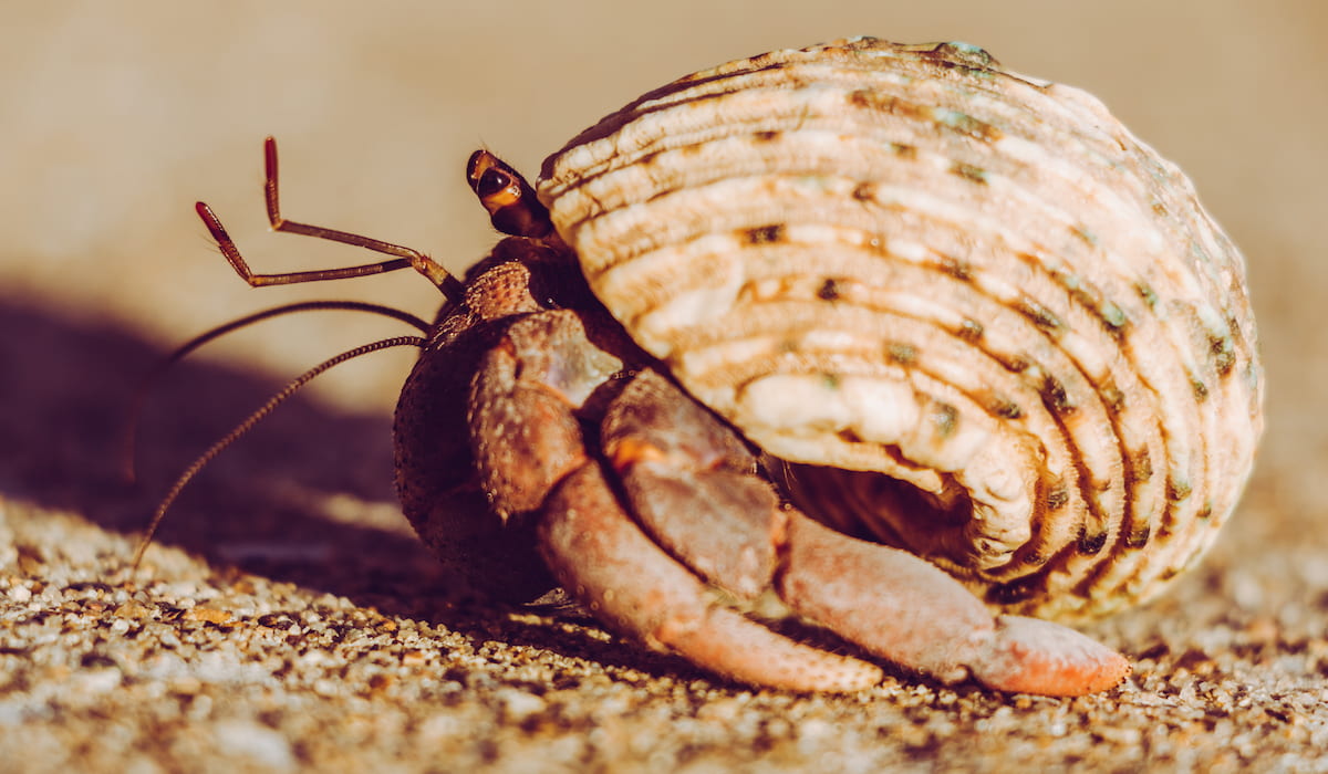 Do Hermit Crabs Molt? - A Few Good Pets