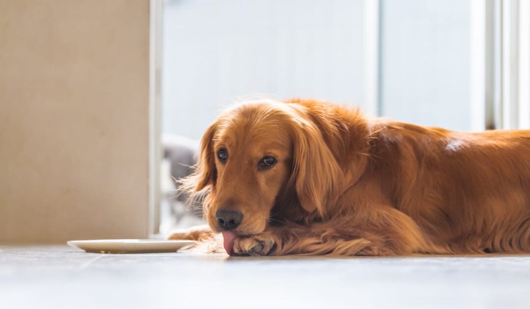8 Reasons Why Your Dog Is Licking His Paws and What To Do About It - A ...