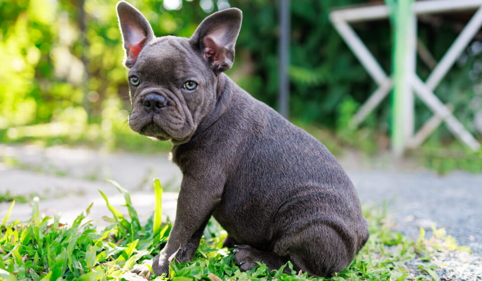 179+ Cute Dessert Dog Names - A Few Good Pets