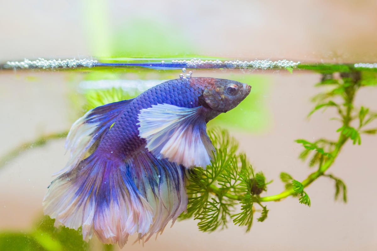 Types of Betta Fish Tails With Prices - A Few Good Pets