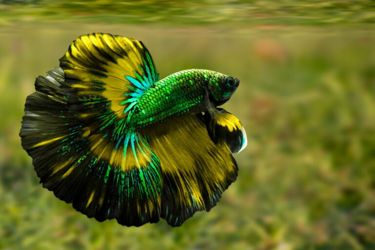 Types of Betta Fish Tails With Prices - A Few Good Pets