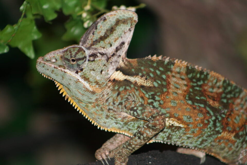 Why do Veiled Chameleons change colors? - A Few Good Pets