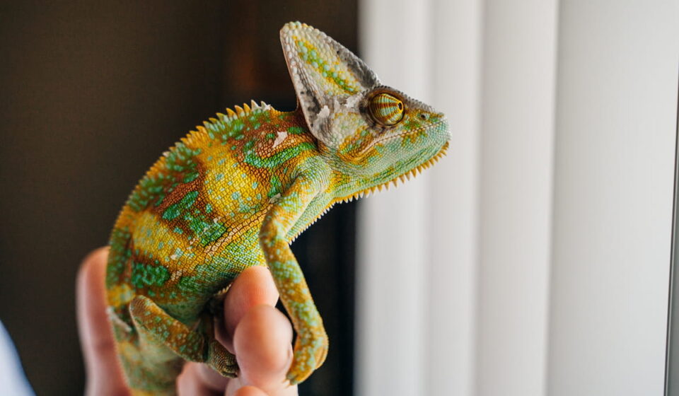 Why do Veiled Chameleons change colors? - A Few Good Pets