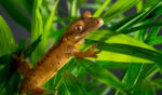 Can Geckos Change Colors? - A Few Good Pets