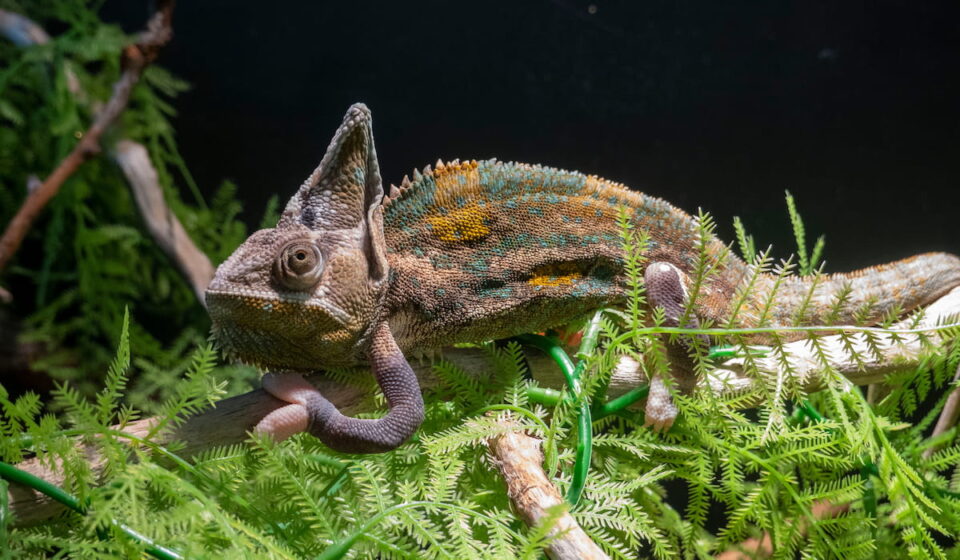 Why do Veiled Chameleons change colors? - A Few Good Pets