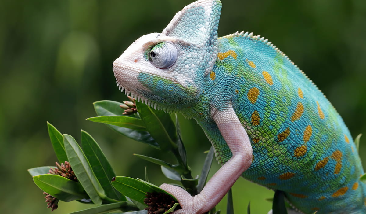 Why do Veiled Chameleons change colors? - A Few Good Pets