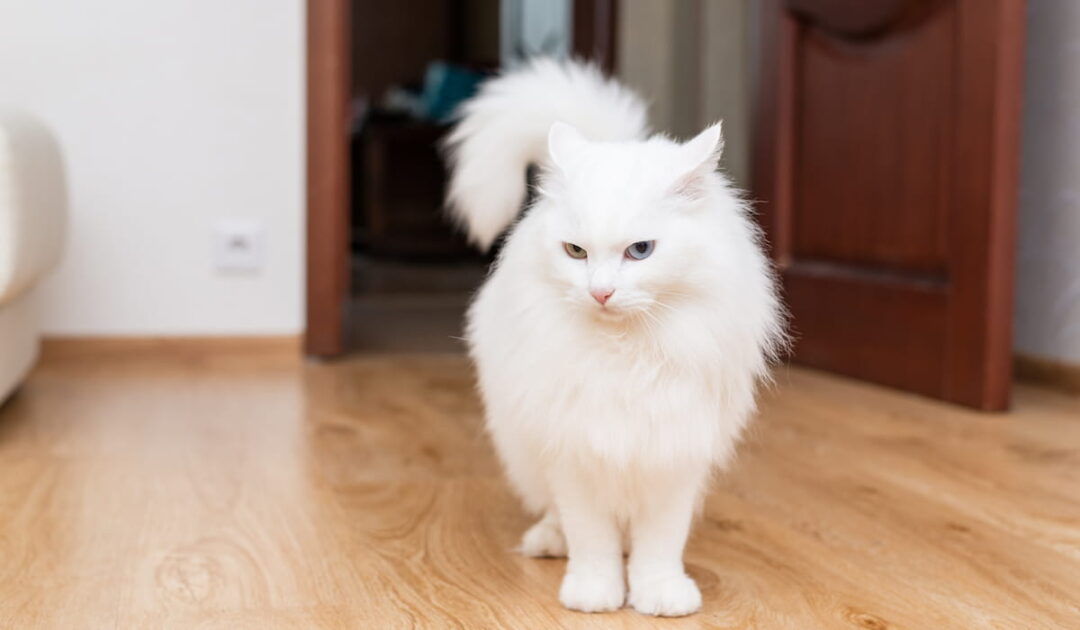 9 Beautiful Magpie Cat Breeds - A Few Good Pets