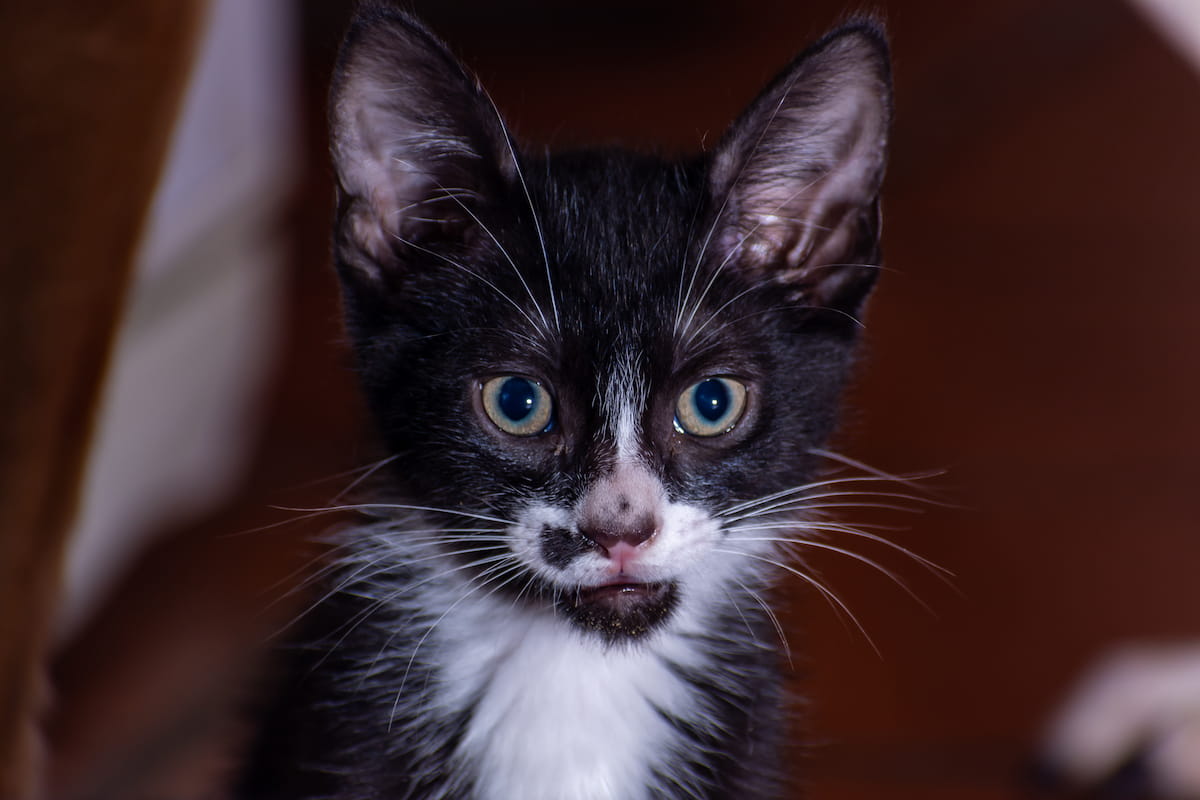 9 Beautiful Magpie Cat Breeds - A Few Good Pets