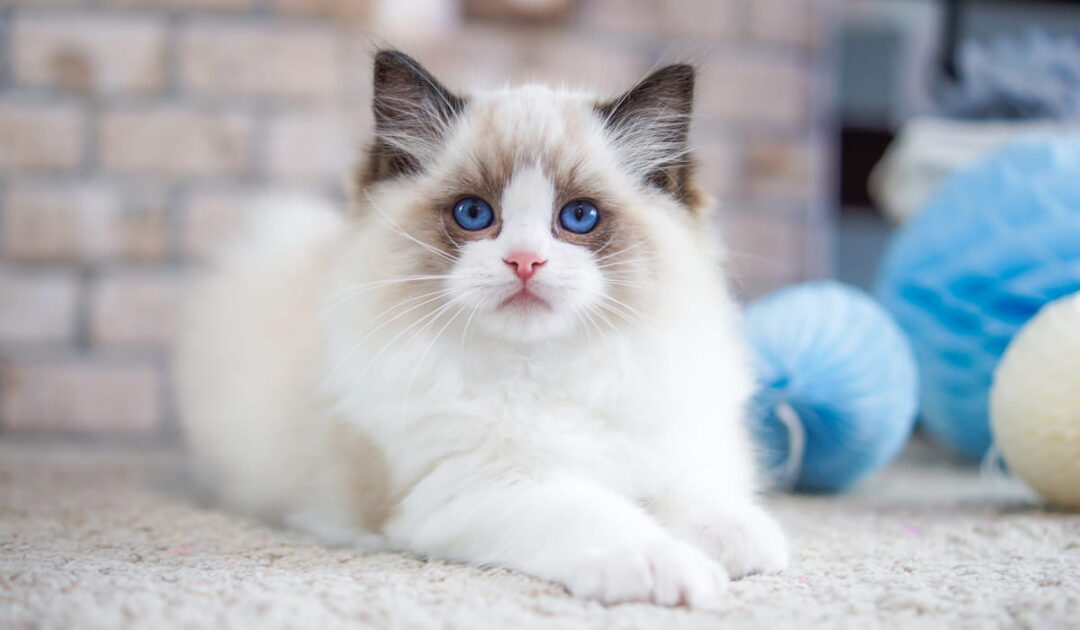 9 Beautiful Magpie Cat Breeds - A Few Good Pets