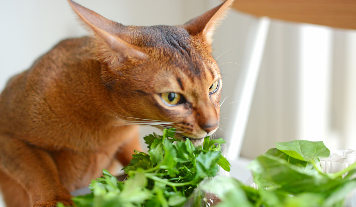 Can Cats Eat Parsley? - A Few Good Pets