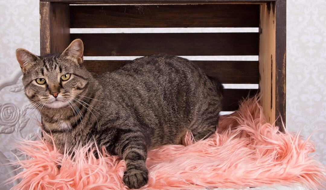 17 Striped Cat Breeds - A Few Good Pets
