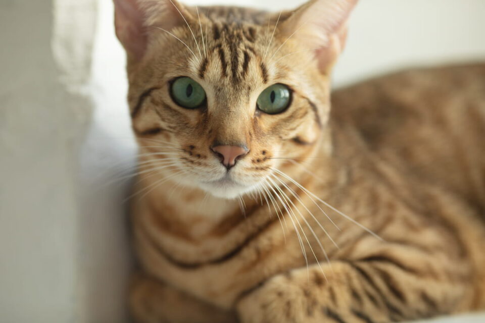 17 Striped Cat Breeds - A Few Good Pets
