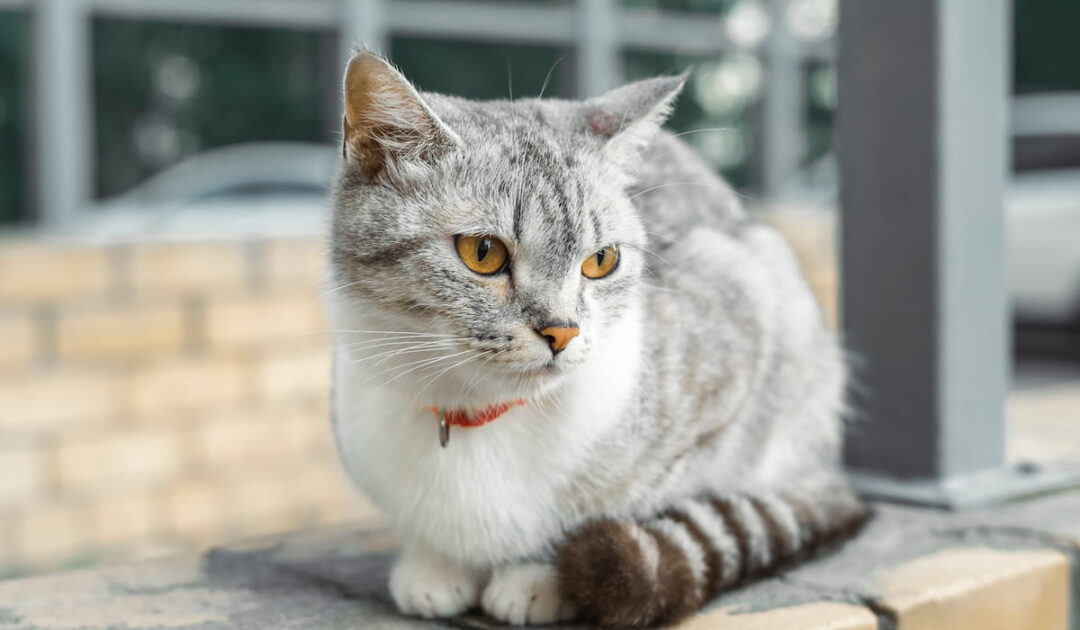 17 Striped Cat Breeds - A Few Good Pets