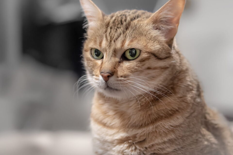 17 Striped Cat Breeds - A Few Good Pets