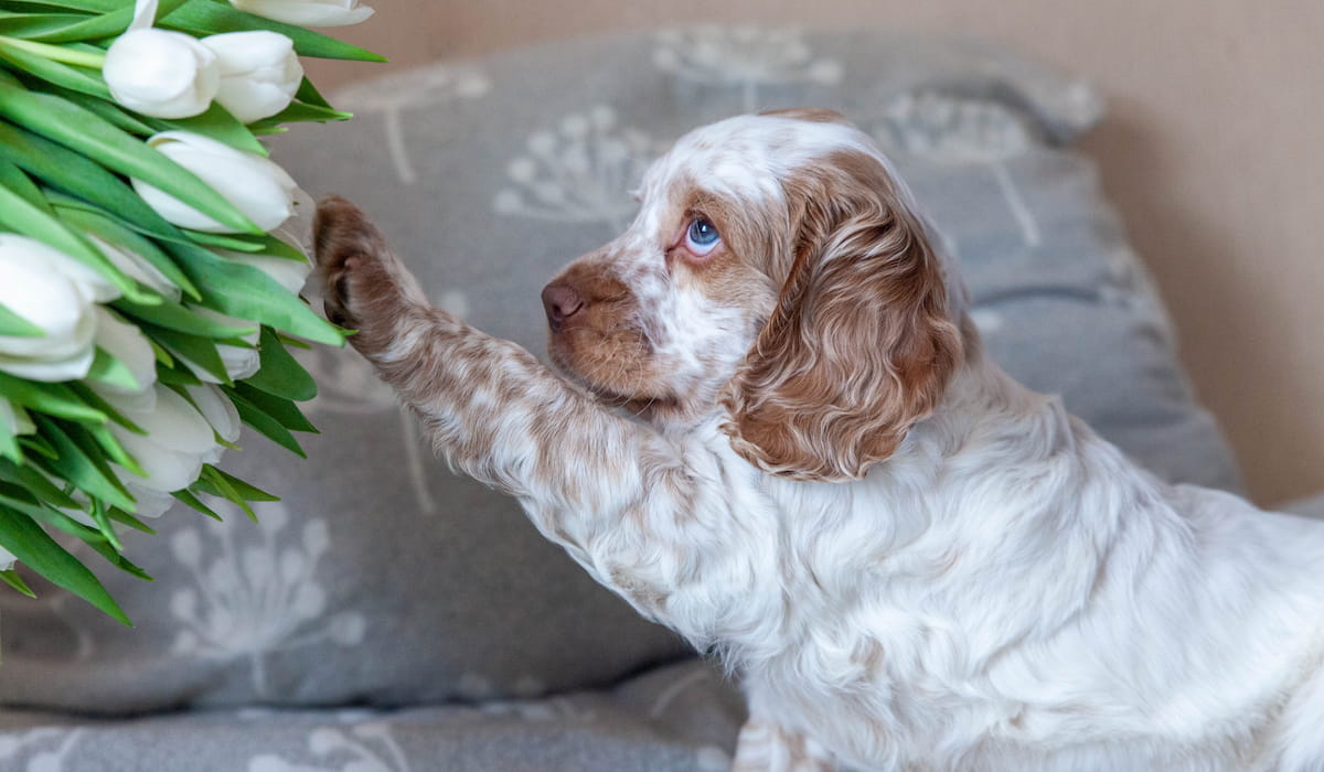 25 Dog Breeds With Blue Eyes - A Few Good Pets