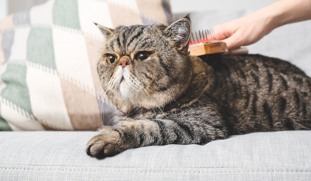 17 Striped Cat Breeds - A Few Good Pets