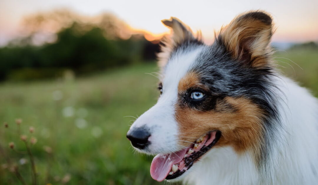 25 Dog Breeds With Blue Eyes - A Few Good Pets